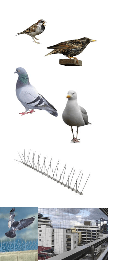 Wellington Bird Control | Bird Proofing Porirua | Pigeon Problem