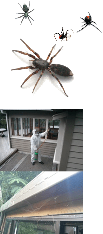 Spider Control Wellington | Spider Extermination Lower Hutt, Tawa